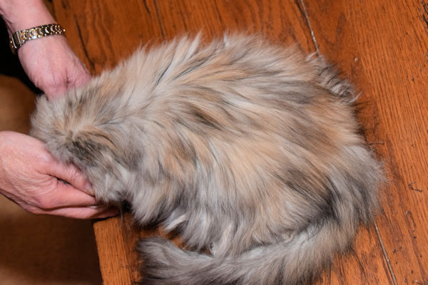 FIP or Feline Infectious Peritonitis ~ Pelaqita Persians